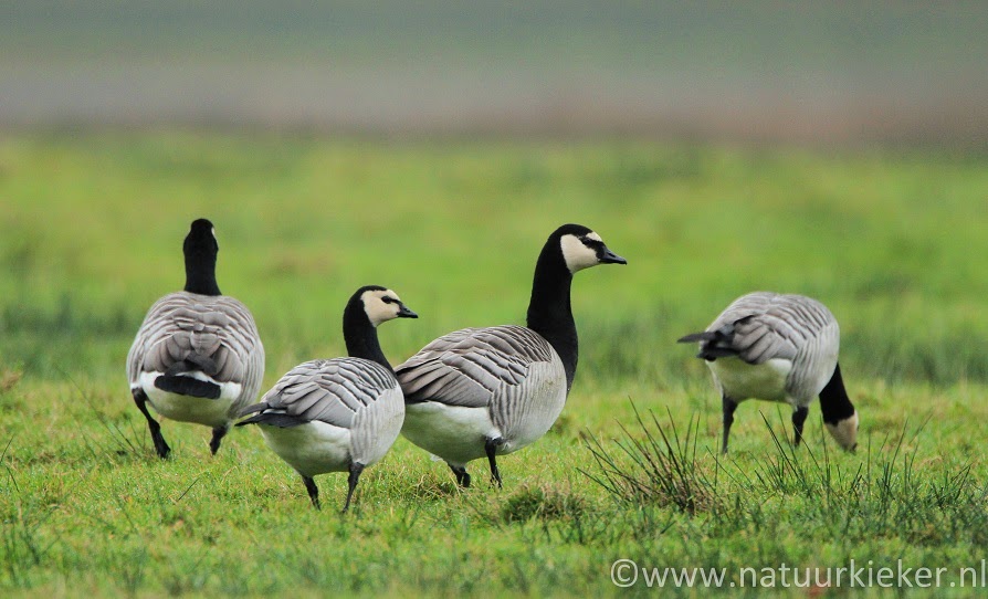 Veel soorten ganzen gezien