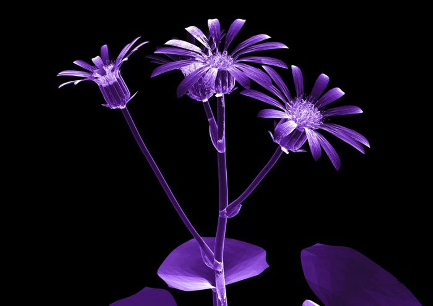 X-Ray flower wallpaper |hd wallpapers|widescreen desktop backgrounds ...