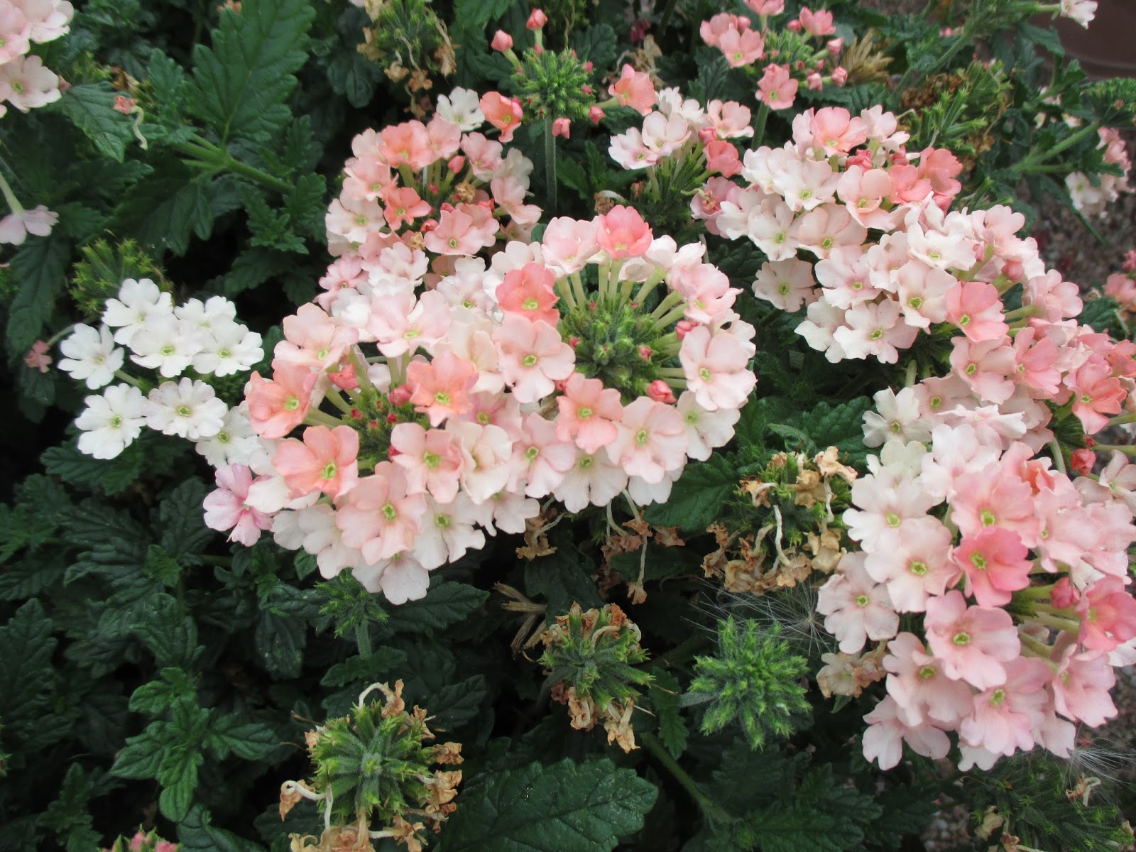 Rotary Botanical Gardens - Hort Blog: The Value of Verbena