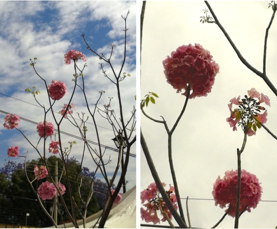 Flavors of Oaxaca: Oaxacan flowers