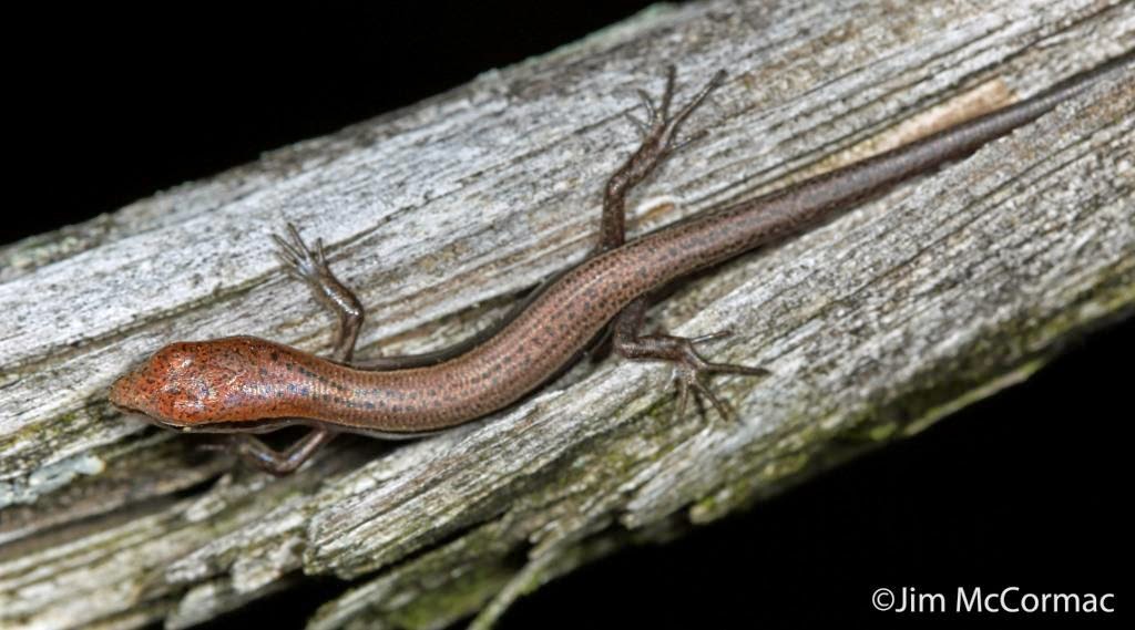 Ohio Birds and Biodiversity: Ground Skink, Scincella lateralis