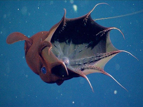 Comtú Gourmets: calamar