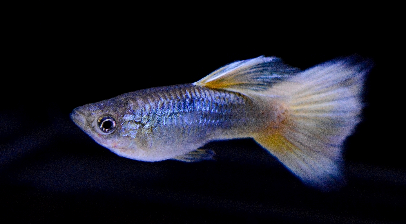 Malaysia Guppy Club Show August 2017 - Ralfs-Guppy-Blog