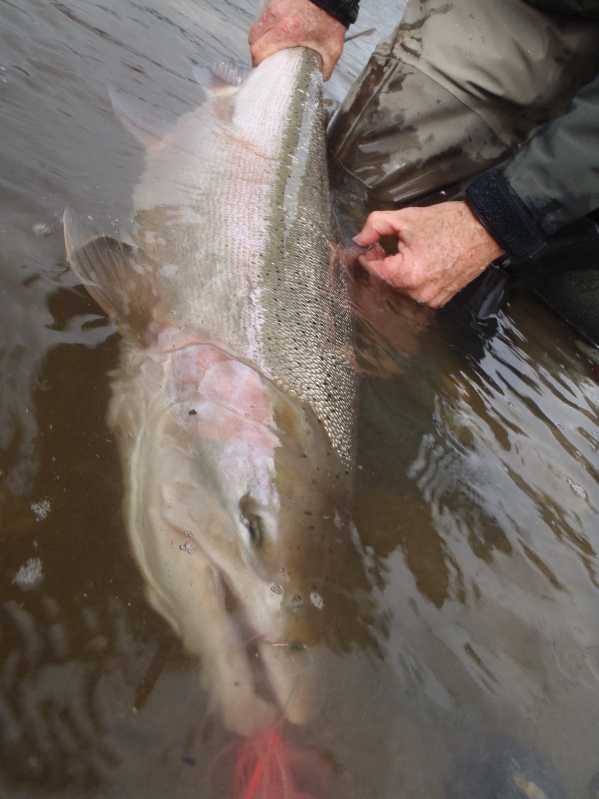 Skeena river fishing guides for Salmon & Steelhead: Kitimat river ...