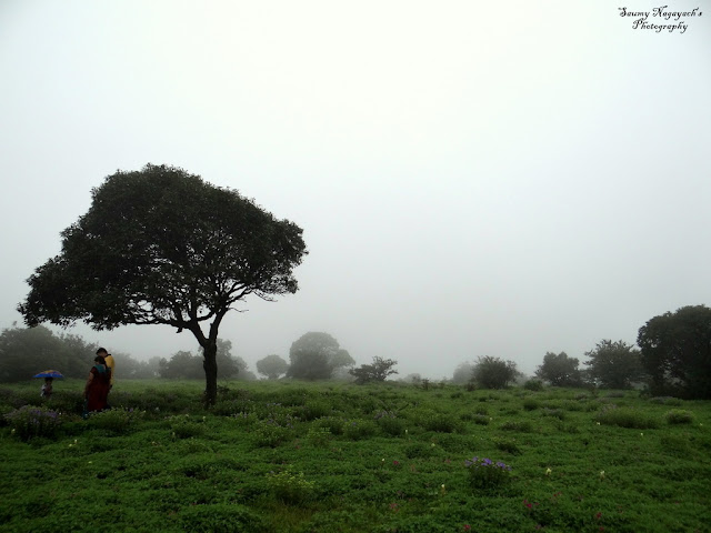 Saumy's Bag: Kaas Plateau - The Valley of Flowers...