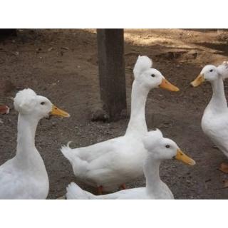 Aves Exóticas en Venezuela: Aves Acuaticas: Patos