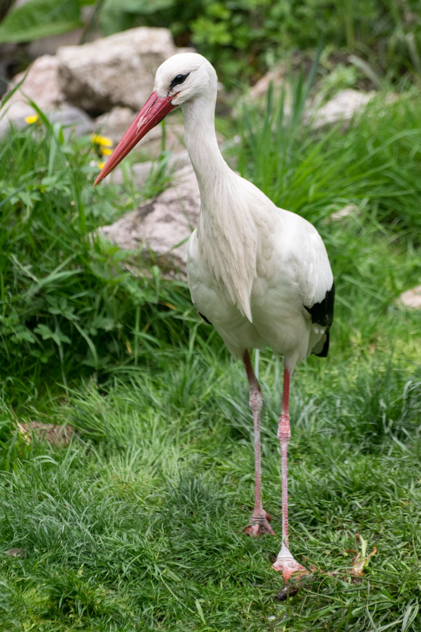 Alsace, France: White Stork Reintroduction Center, Hunawihr