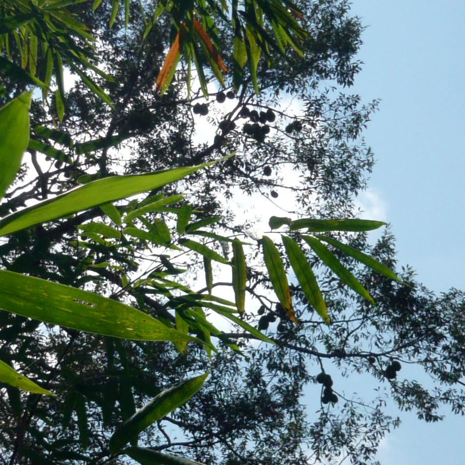 Magpie Salmagundi: Sumatra (Day 3)