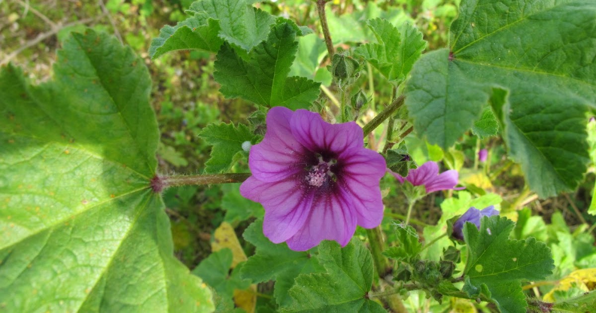 FLORA NEL SALENTO e.. anche altrove: Malva silvestris L. subsp ...