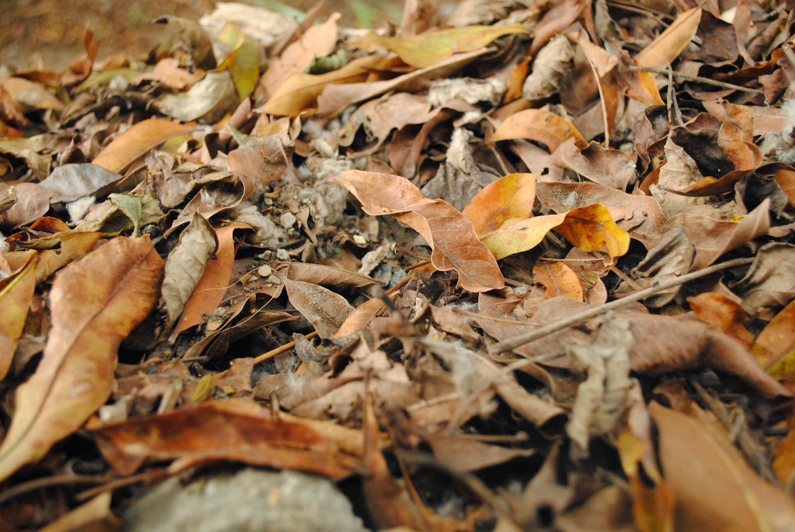 Una fotografía vale más que mil palabras...: Textura, elemento ...