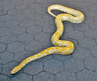 Most Amazing: Worlds Most Beautiful snake Albino Burmese Pythonino