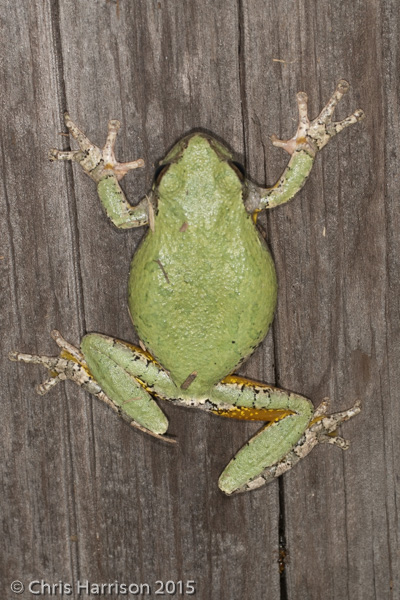 Frog Blog: Texas' "Green" TreefrogsHyla cinerea vs. Hyla squirella
