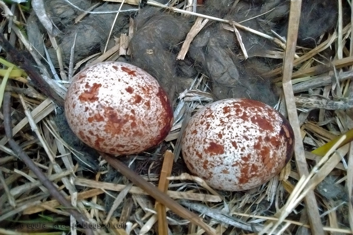 mis fotos de aves: Phalcoboenus chimango Chimango Chimango Caracara