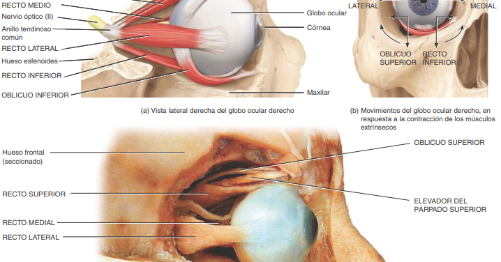 SISTEMA MUSCULAR: ORIGEN Y INSERCIÓN Y ACCIÓN DE LOS MÚSCULOS CARA, CUELLO Y MIEMBROS SUPERIORES ...