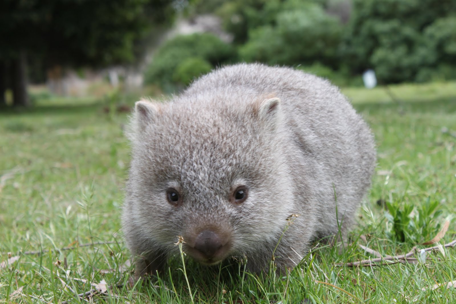 Wombat | The Biggest Animals Kingdom Wombat | The Biggest Animals Kingdom