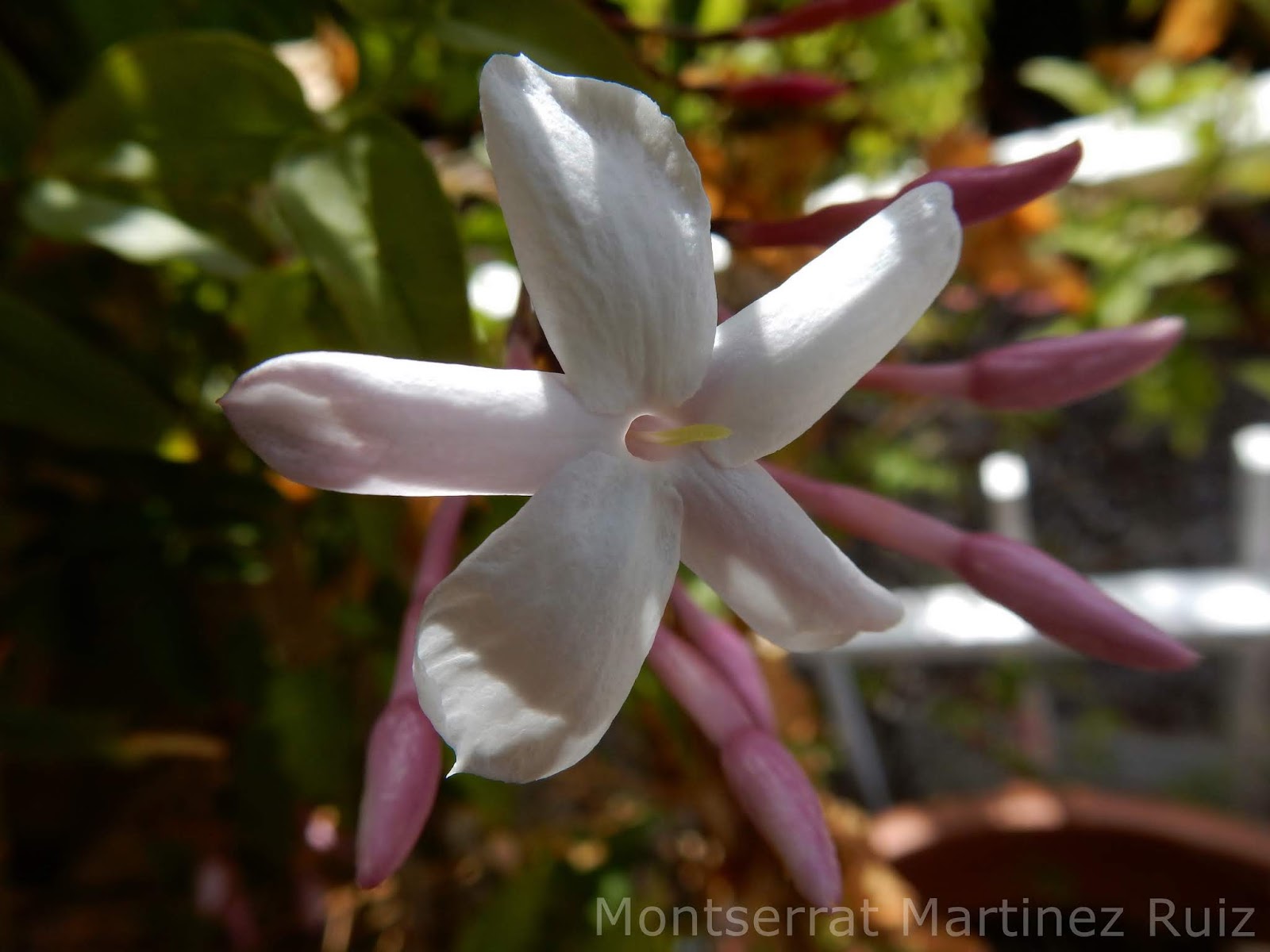 JASMINUM GRANDIFLORUM, el jazmín real - BOTÀNIC SERRAT