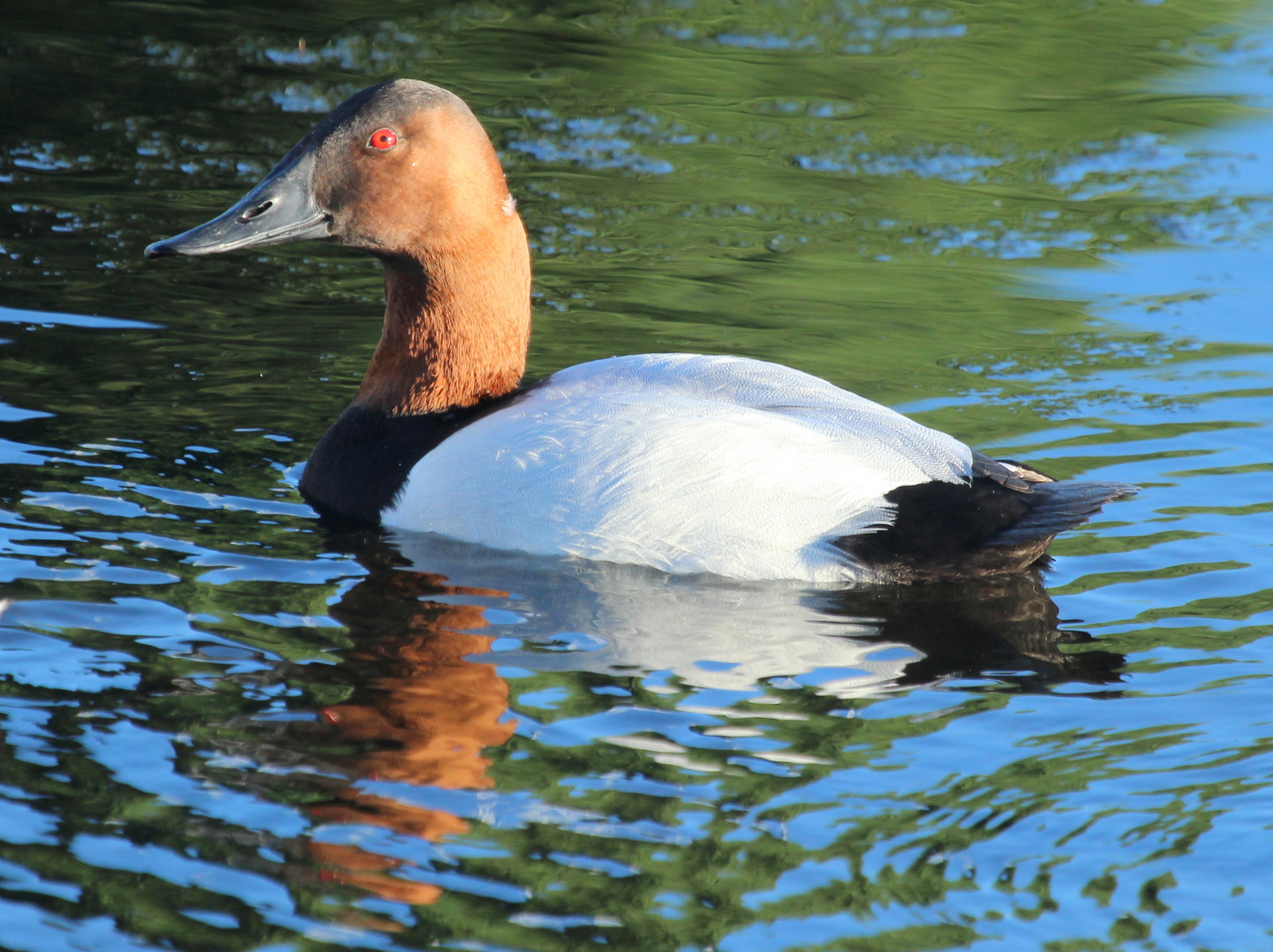 Beth's Blog: Canvasback and Friends -- the Last of the Canvasback