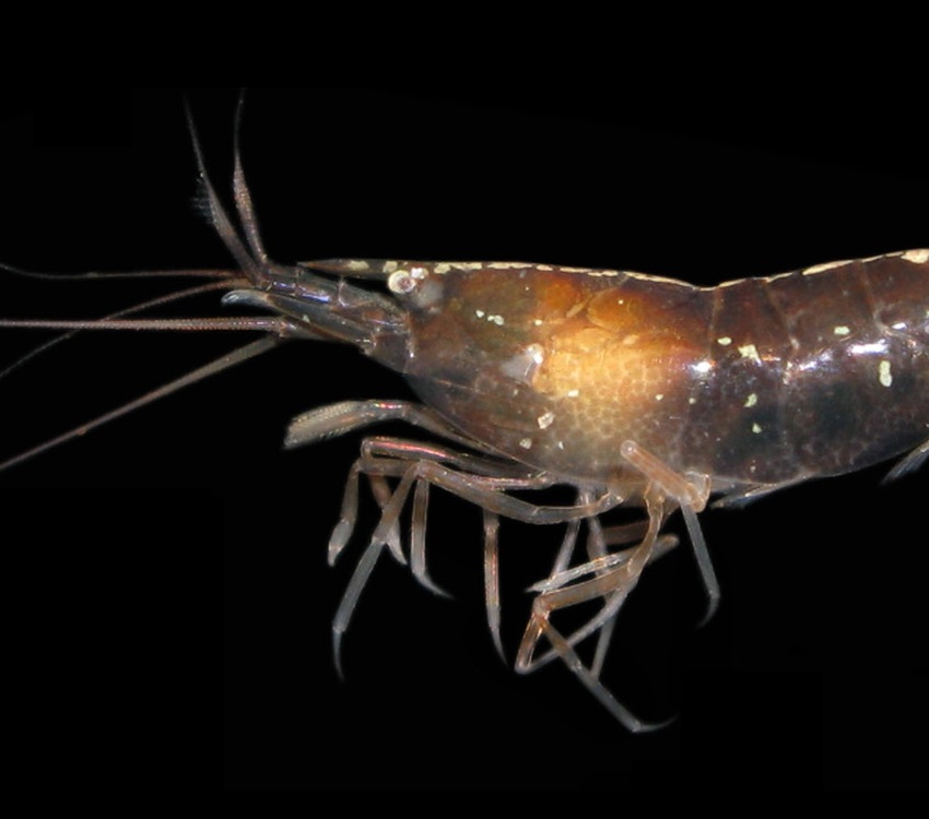 Species New to Science: [Crustacea • 2017] Athanas alpheusophilus ...