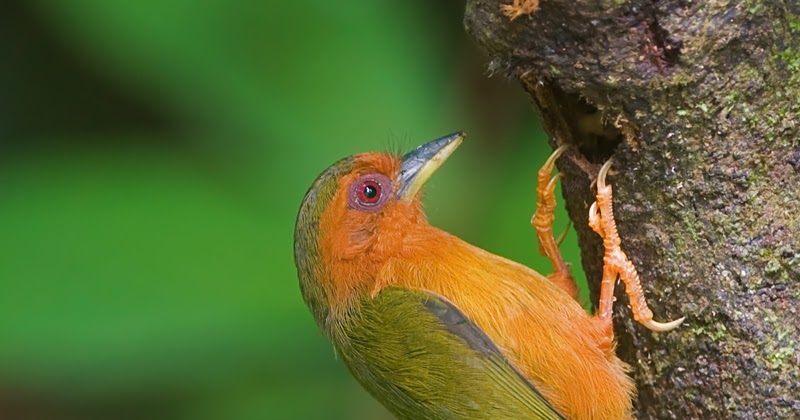 7 burung pemali bangsa iban ~ Anak Apai.com