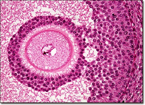 Ciencias de Joseleg: Los folículos ováricos