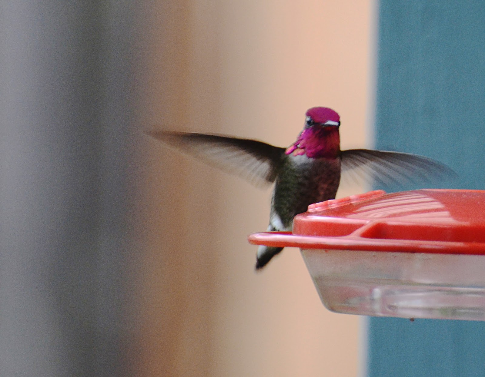 Oregon Backyard Birds, etc.: Neon Pink Head: a Male Anna's Hummingbird