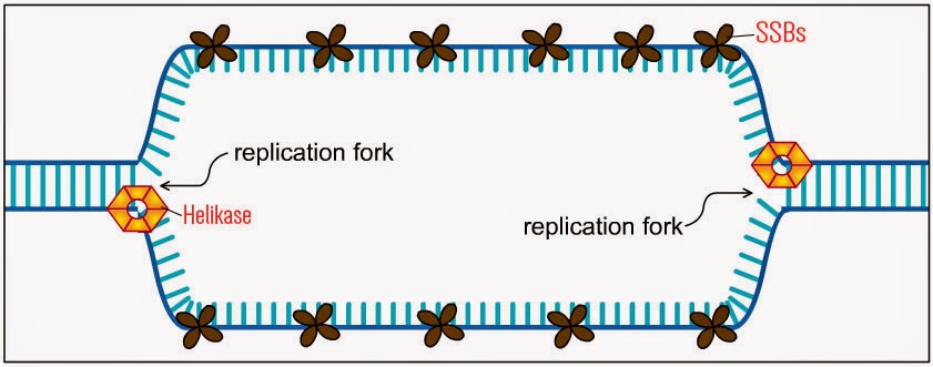 REPLIKASI DNA (deoxyribonucleic acid) REPLIKASI DNA (deoxyribonucleic acid)