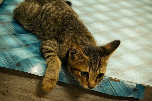 Nama Dia Ciko - Firdaus Life