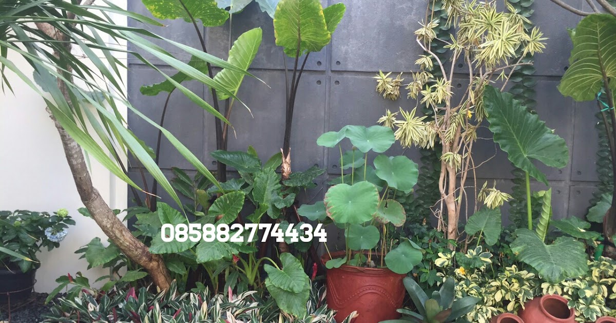 14+ Jenis Tanaman Hias Talas