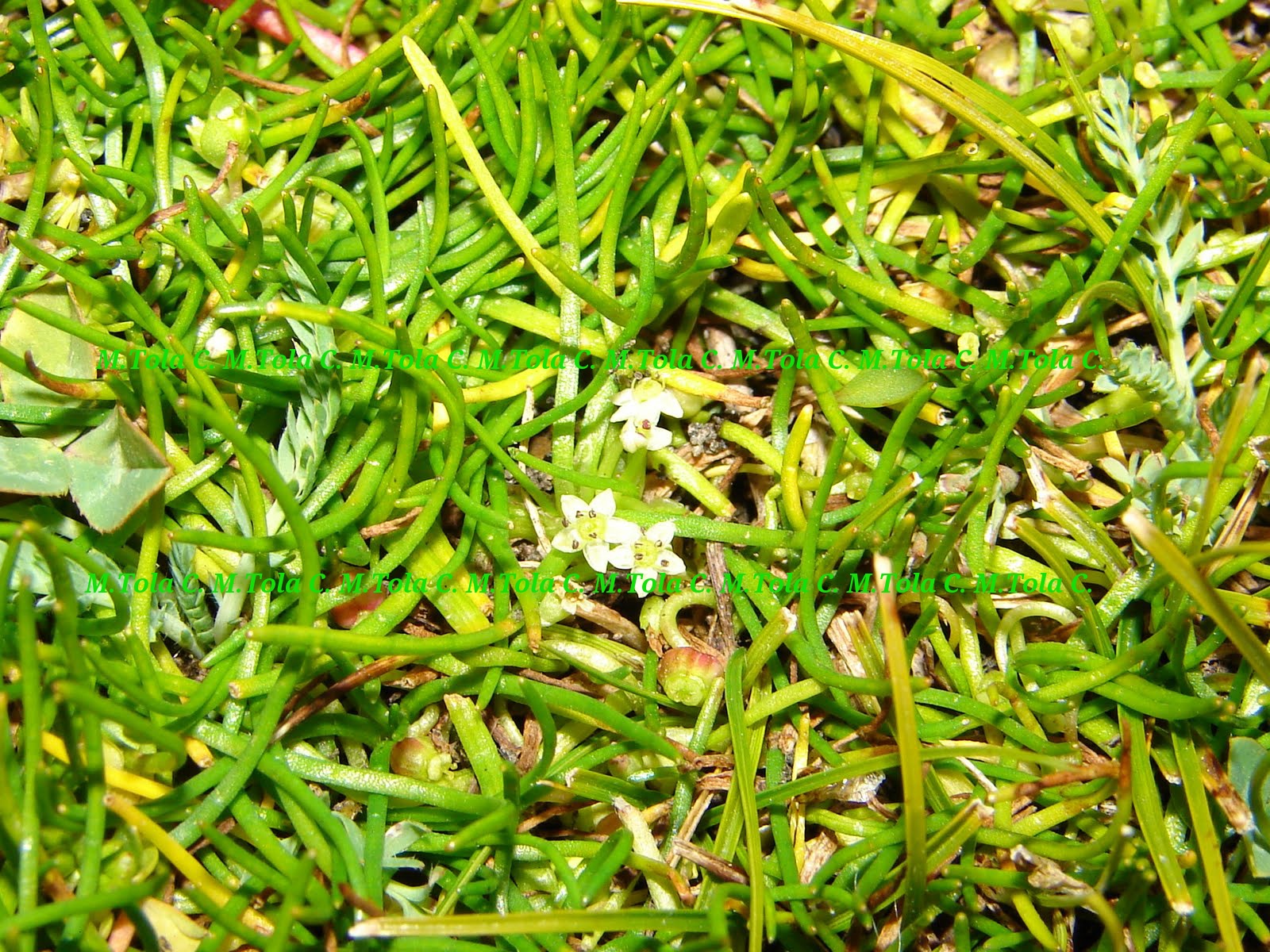 CUCHUCHO o KUCHUCHO: CUCHUCHO O KUCHUCHO