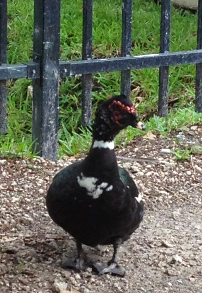 MARIETTE'S BACK TO BASICS: {Muscovy Duck in Miami, Florida}