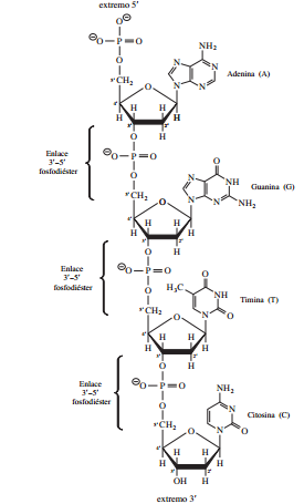 blog-bioquimica: Ácidos Nucleícos