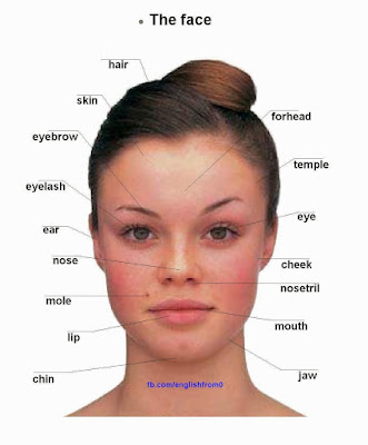 English For Beginners