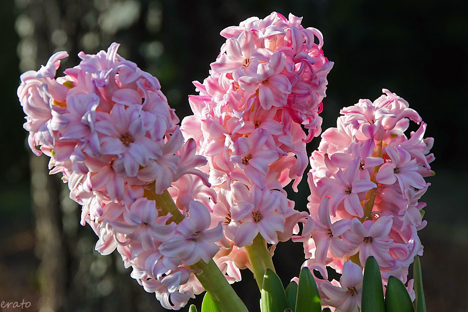 Rêveries: La jacinthe ....