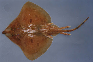 Artes de Pesca: VAMOS A PESCAR RAJELLA, RHINORAJA, RIORAJA, Y ROSTRORAJA