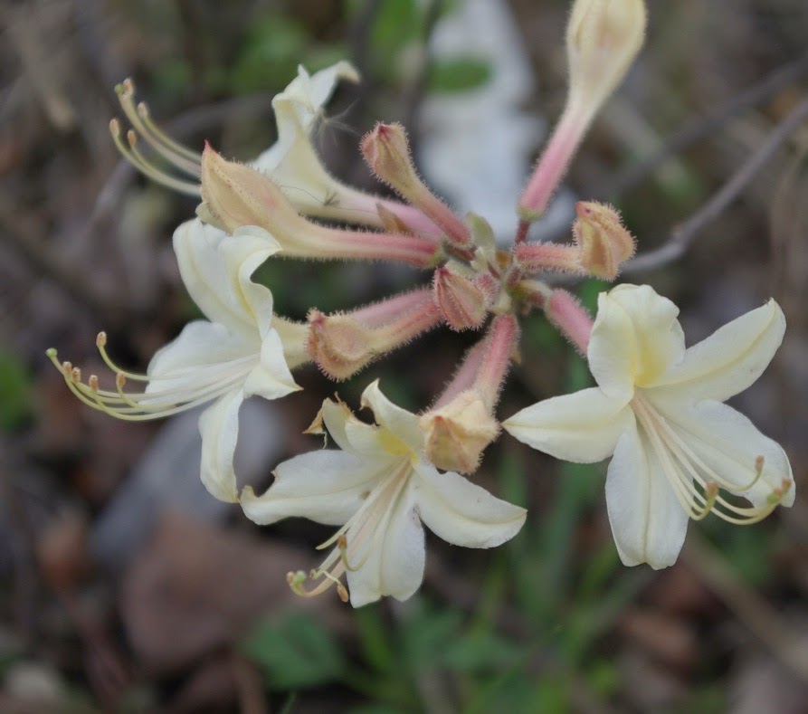 sweetbay: Florida azaleas