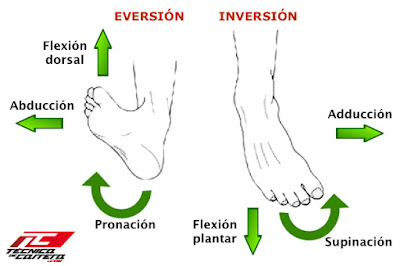 Fisioblog: MOVIMIENTOS ANATÓMICOS DEL PIE