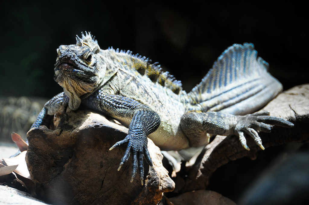 Lizard Sailfin | The Life of Animals