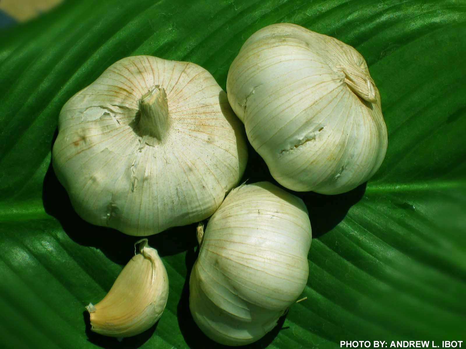 Ako si ANDREW IBOT!: Bawang ( Garlic ) (Allium sativum Linn)