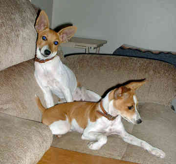 Rat Terrier Dog Profiles and Puppies Pictures ~ Blog of Dogs Breeds ...