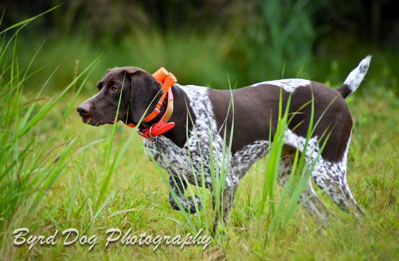 Adventures of a GSP Hunting Dog: GSP Puppy Kisses Luna Style