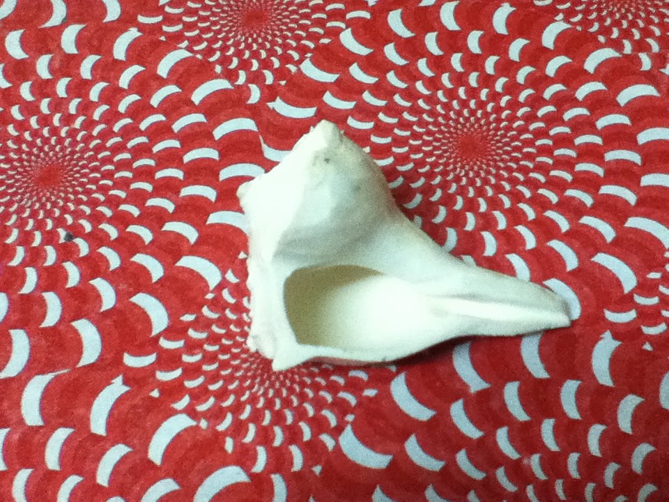 Sri Lakshmi Shankh: Original Valampuri Sangu For Sale in Chennai