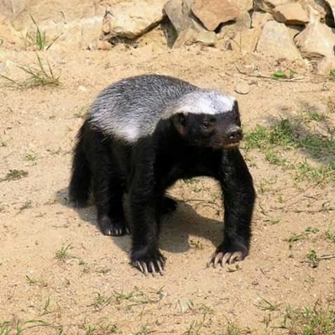 MJUE NYEGERE (HONEY BADGER) MNYAMA MWENYE WIVU KUPINDUKIA NA HATARI ...
