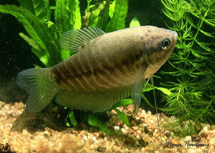 Panduan Lengkap Budidaya Ikan Sepat Siam (Trichogaster Pectoralis)