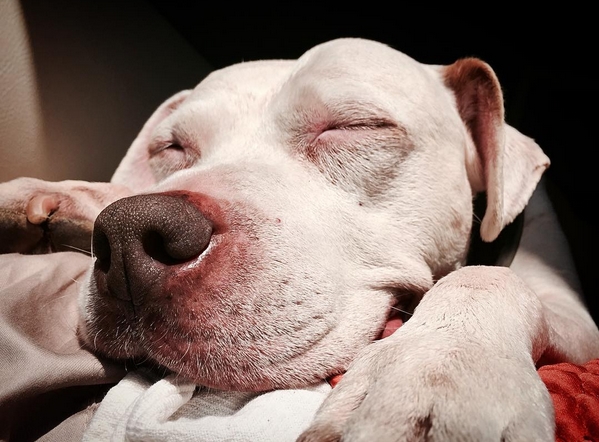 White Wolf : Stray Pit Bull Can’t Stop Smiling After He Was Rescued ...