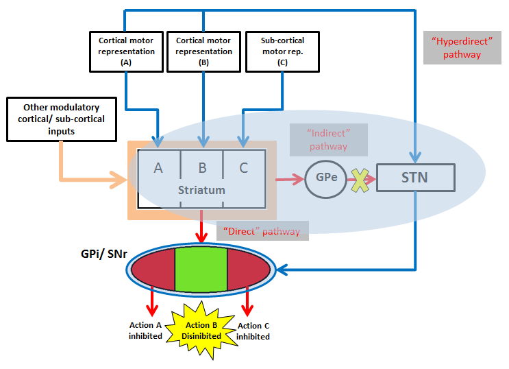 Neural Matters: Action selection and the Basal Ganglia