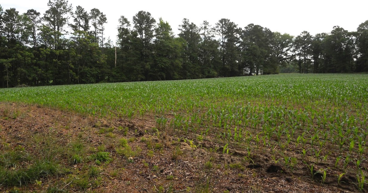 Random Thoughts on History: What was Jones Farm?