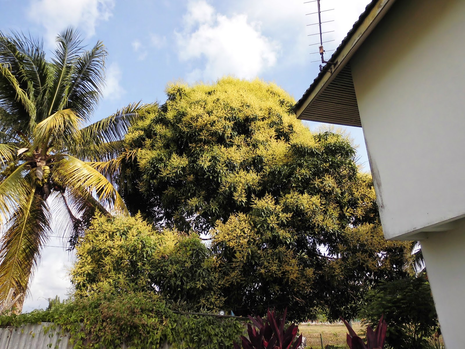 SEKOLAH MENENGAH AGAMA ROMPIN PAHANG: POKOK MANGGA BERBUNGA LEBAT