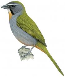 Bellas Aves de El Salvador: Saltator atriceps (chepito, saltador cabeza ...