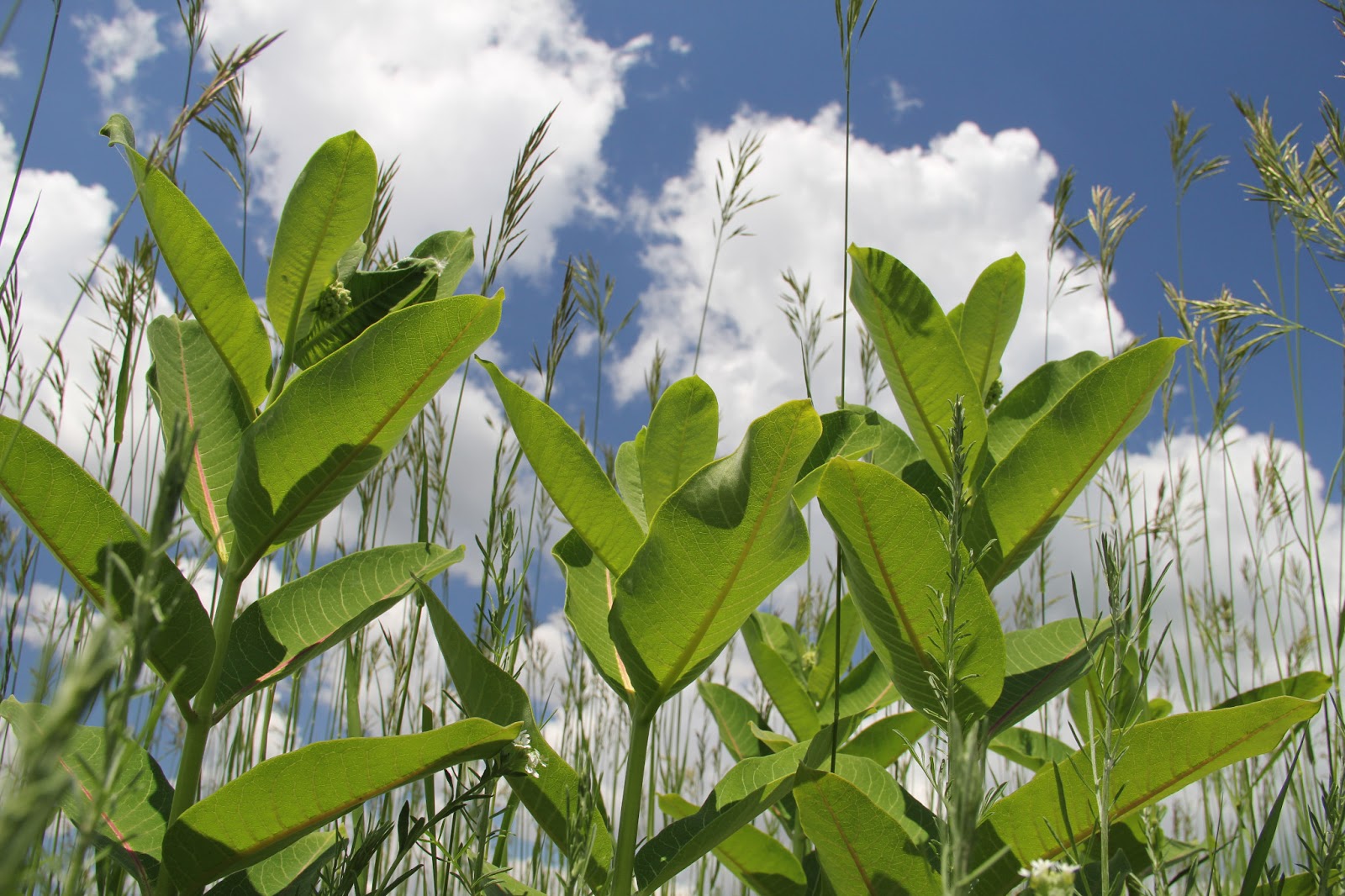 Isabella Conservation District Environmental Education Program: Native ...