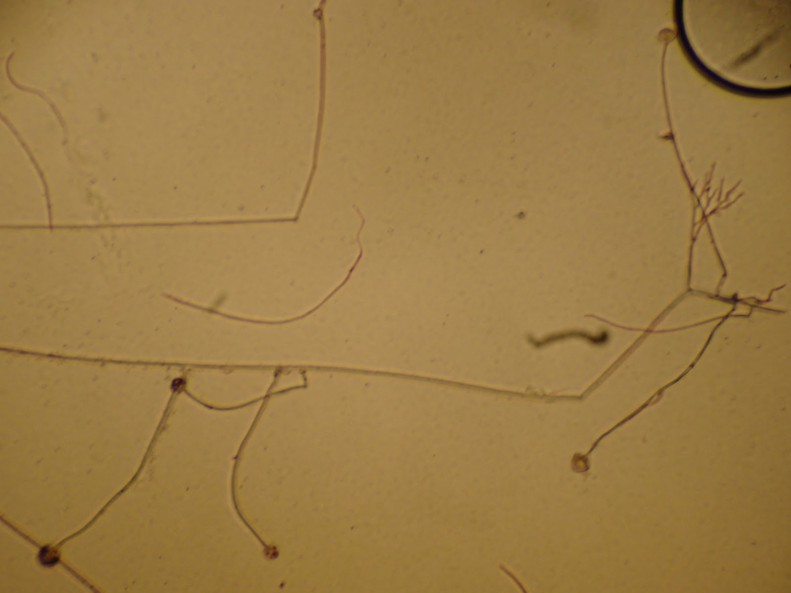 Sustainable Mycology: Absidia spp.